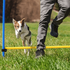 Ambleside’s Guide to Building a Dog Obstacle Course